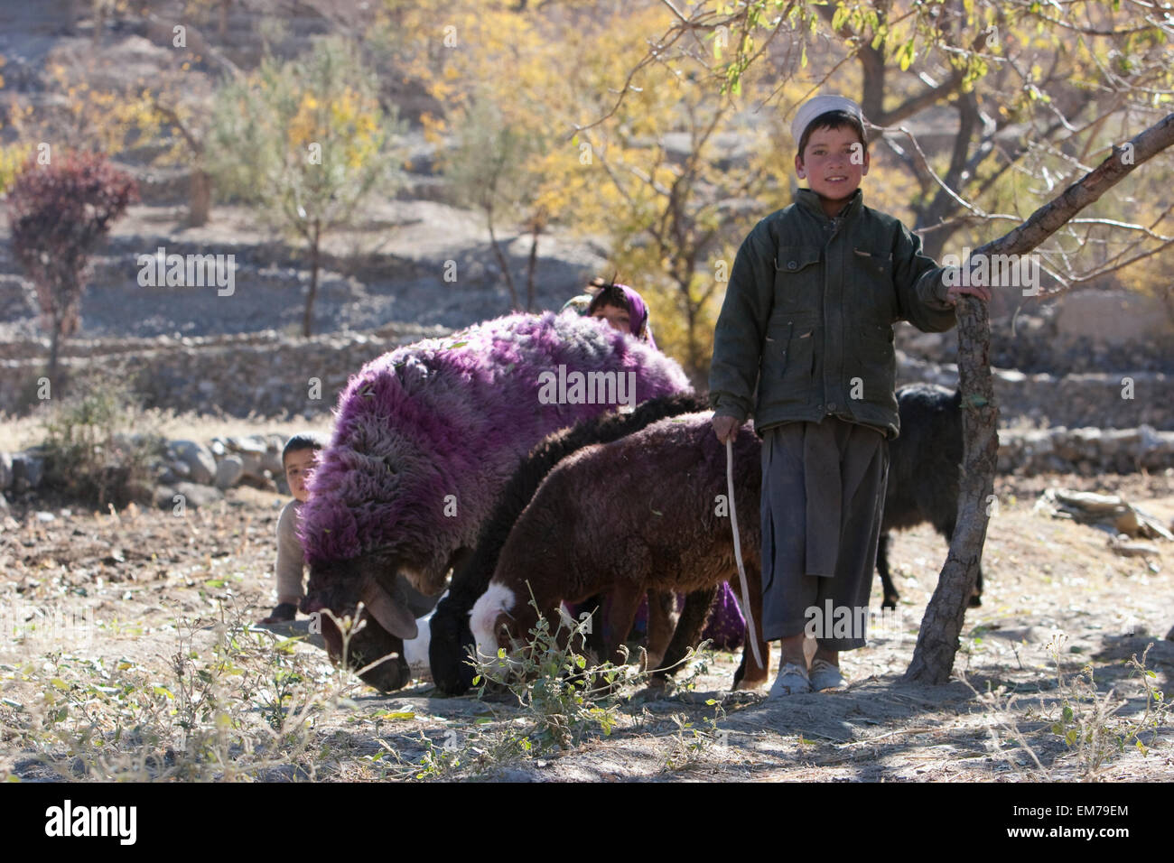 Boy And Purple-Dyed Sheep In The Siagerd Valley, Parwan Province ...