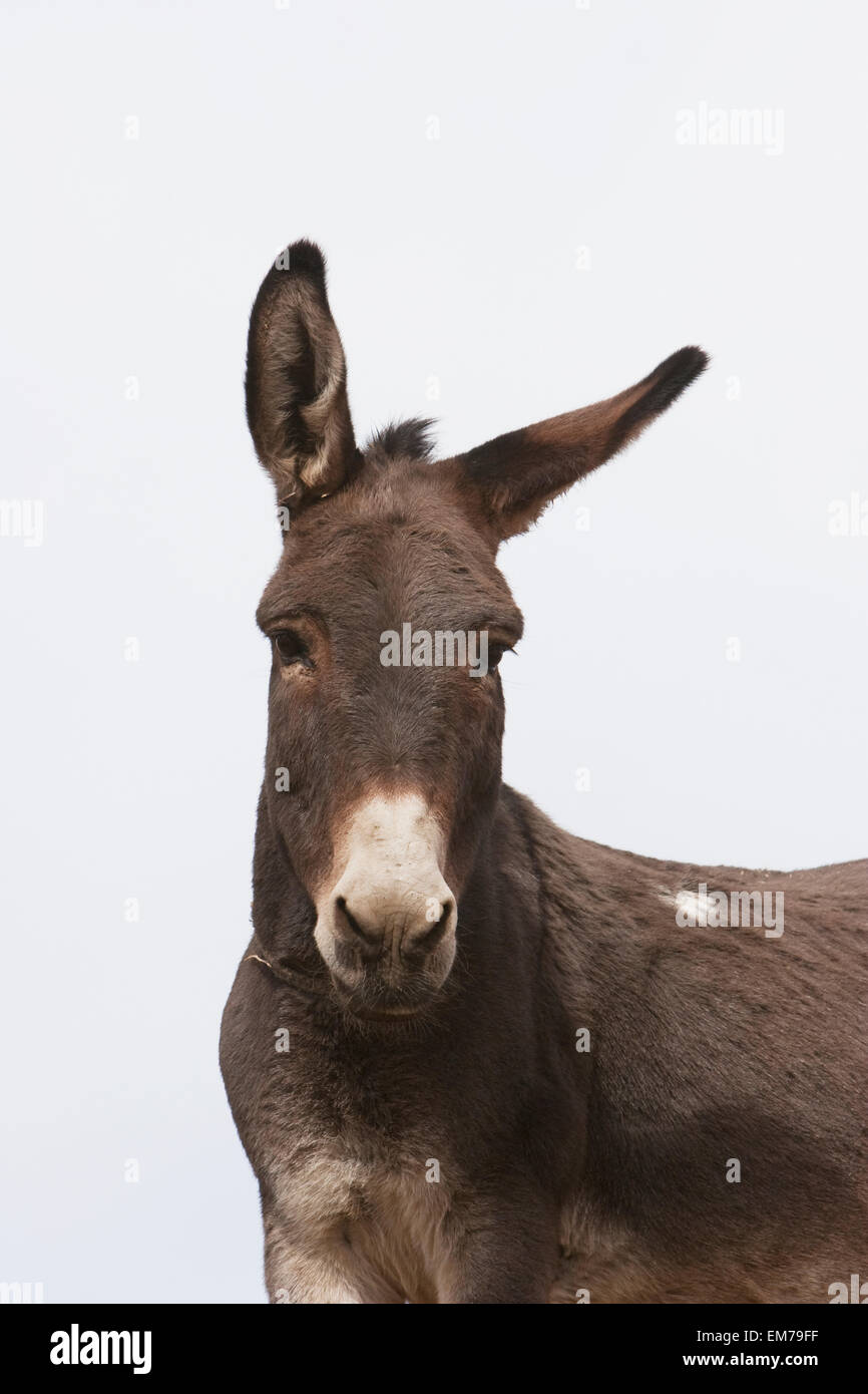 Donkey At The Hajigak Pass, Vardak Province, Afghanistan Stock Photo ...