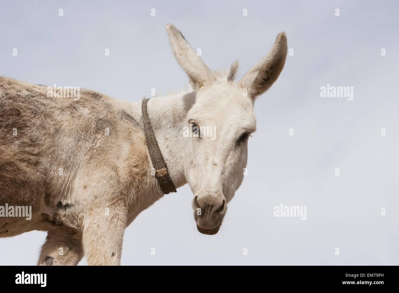 Donkey At The Hajigak Pass, Vardak Province, Afghanistan Stock Photo ...