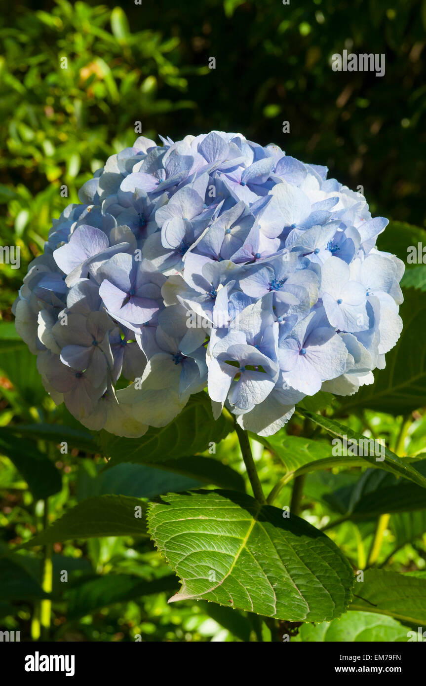 Hydrangea macrophylla, Big Leaf Hydrangea in Sherbrooke, Melbourne ...
