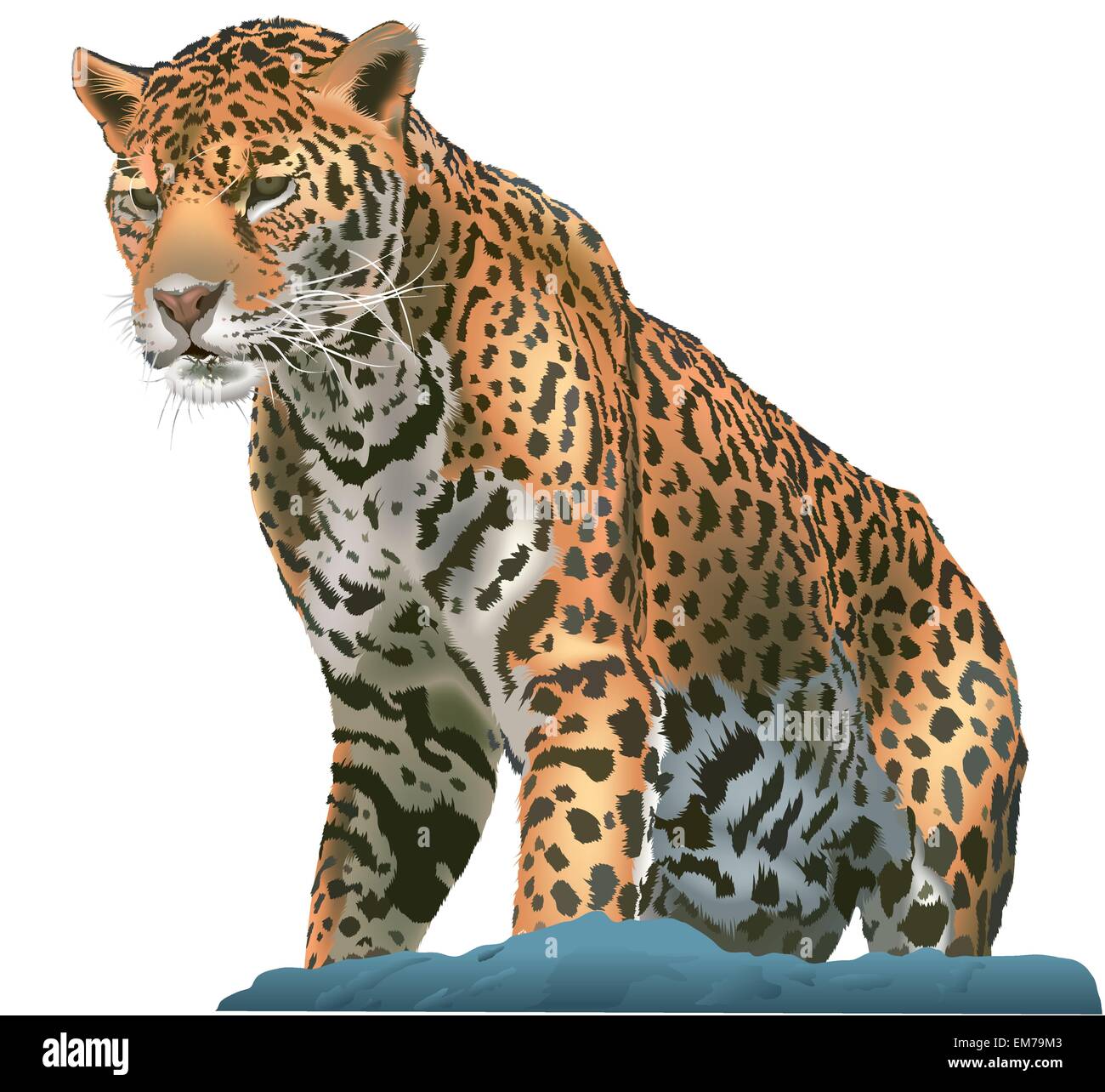 Leopard Stock Vector Images - Alamy