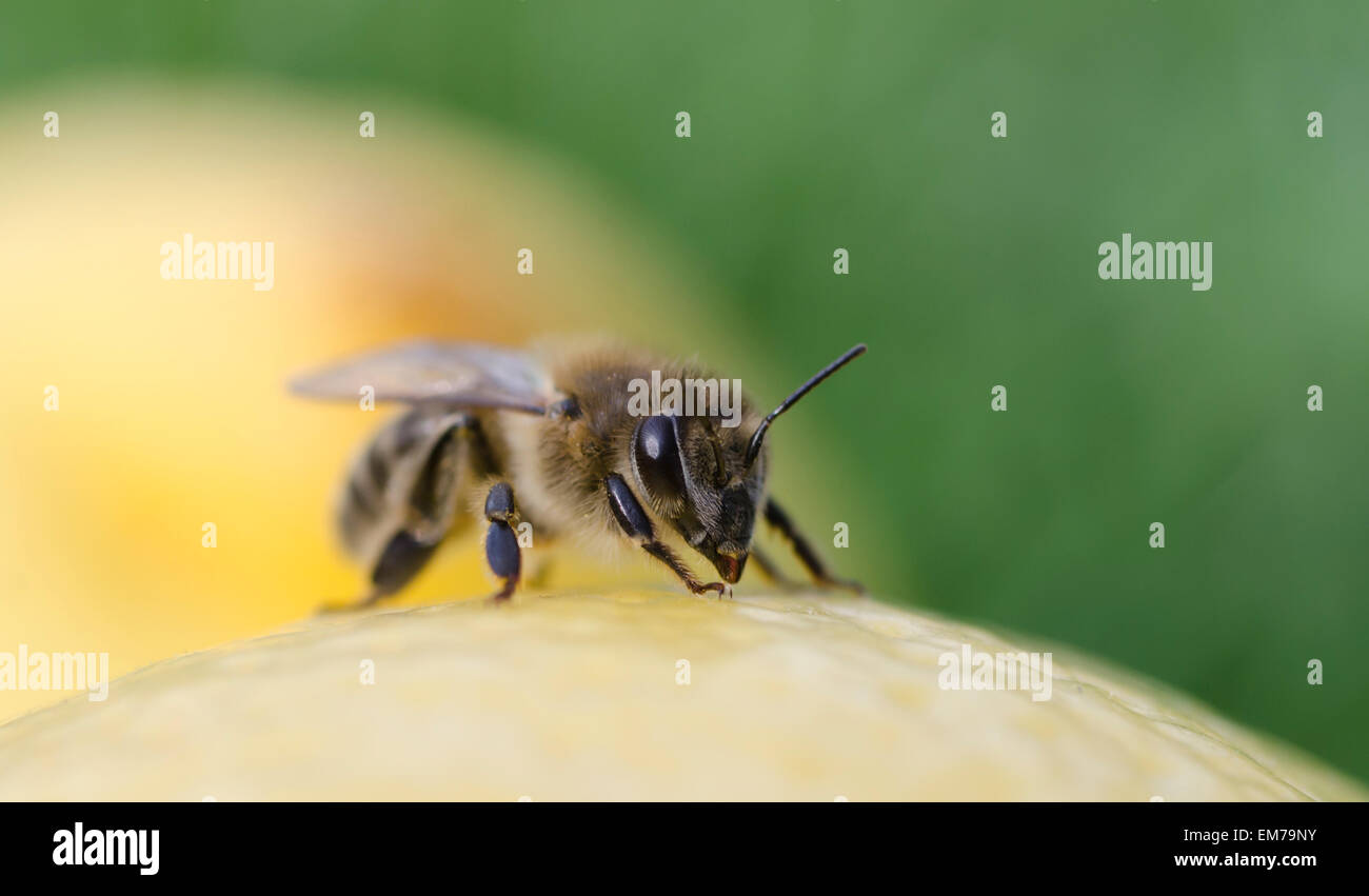 Lemon pink wing hi-res stock photography and images - Alamy