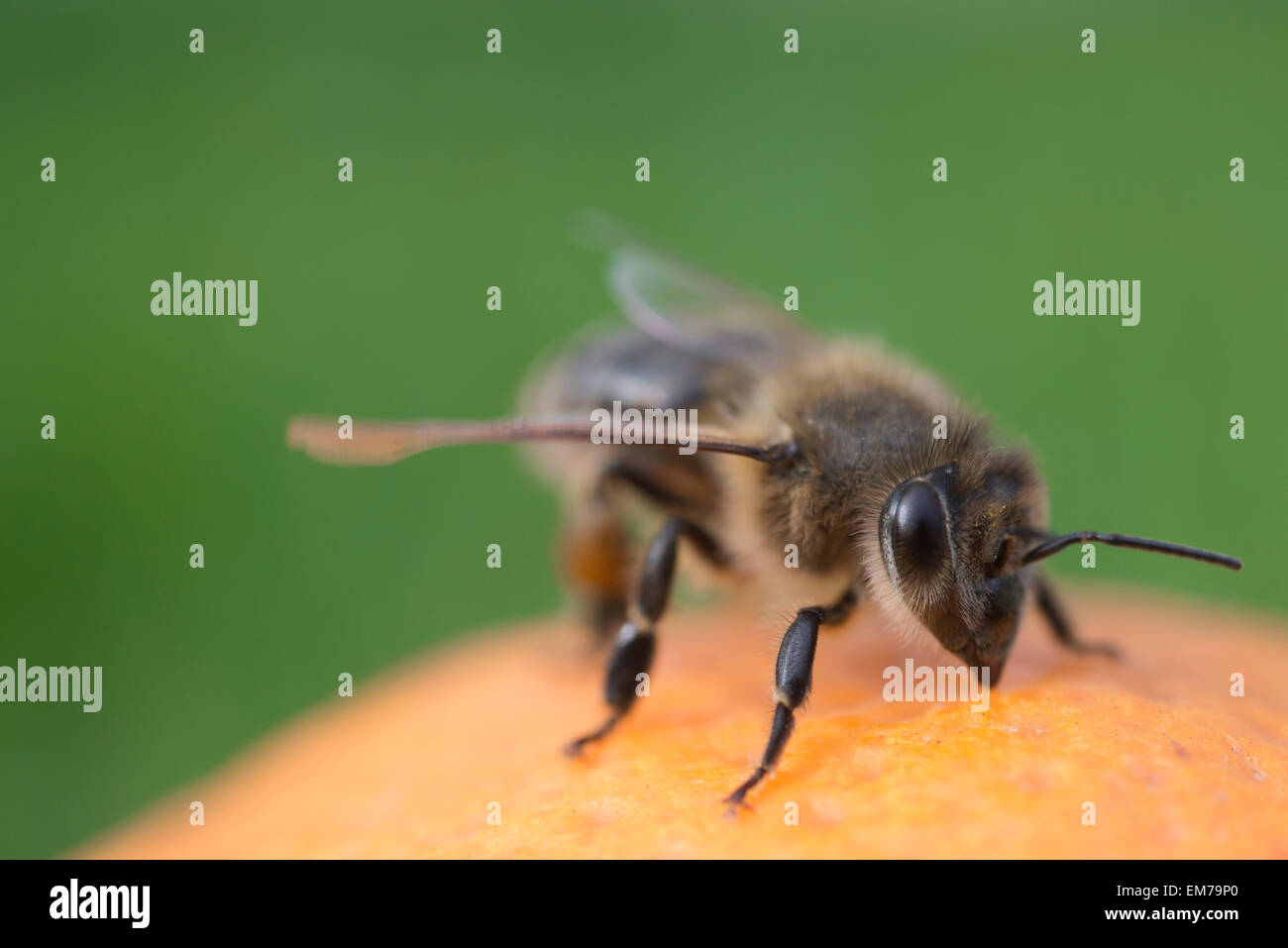 Honey bee sting hi-res stock photography and images - Alamy