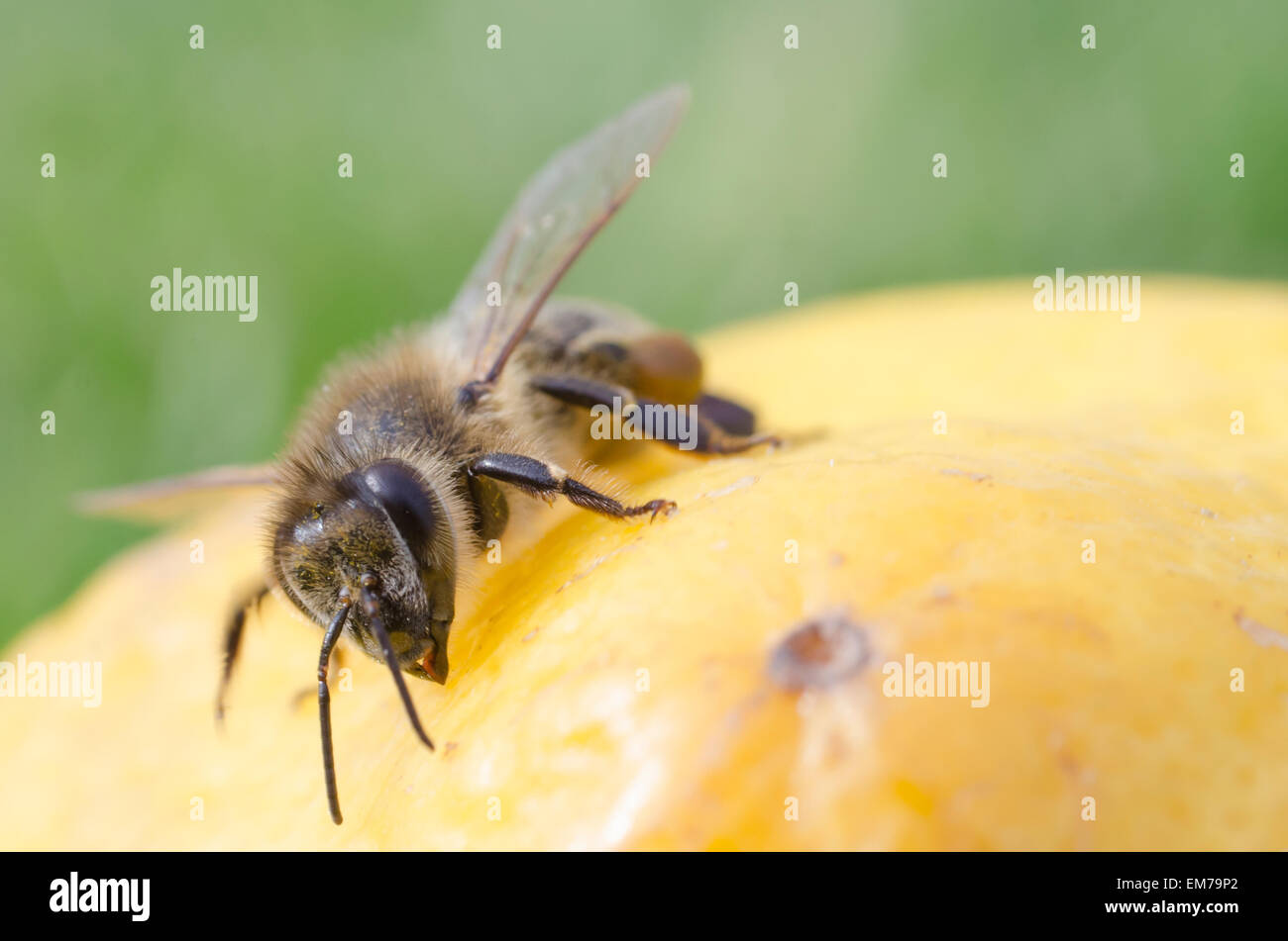 Close up photo of bee hi-res stock photography and images - Alamy
