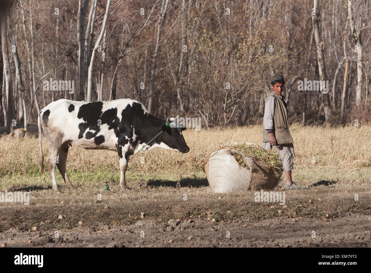 Afghan Boy Collecting Fodder For His Cow In A Field Near Kharwalang ...