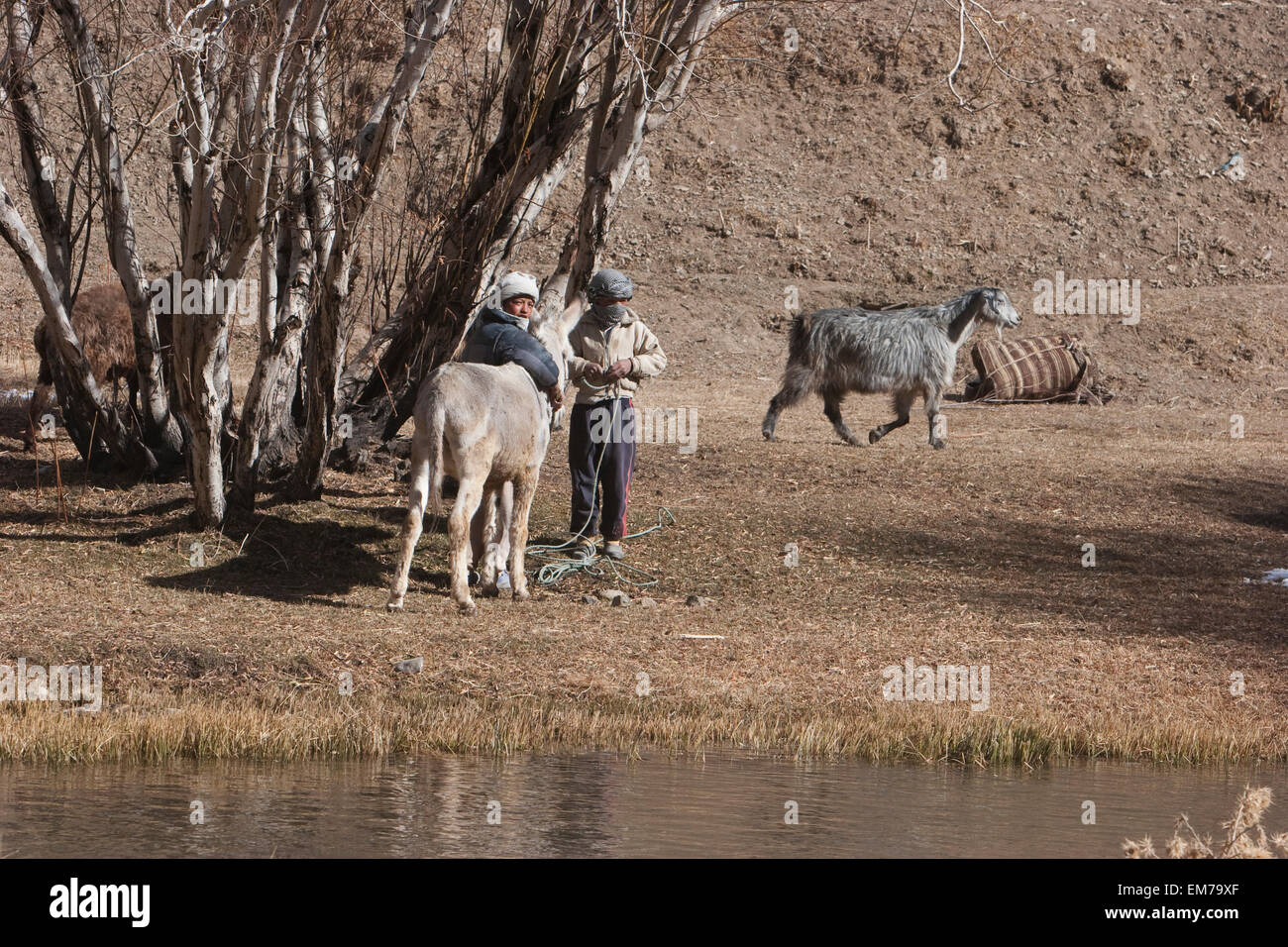 Farm Boys With Donkeys And Sheep In A Field Near Zarkharid, Vardak ...