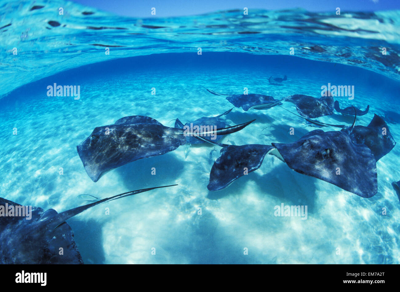 Caribbean, Grand Cayman Island, Over/Under View Of Stingrays Swimming ...