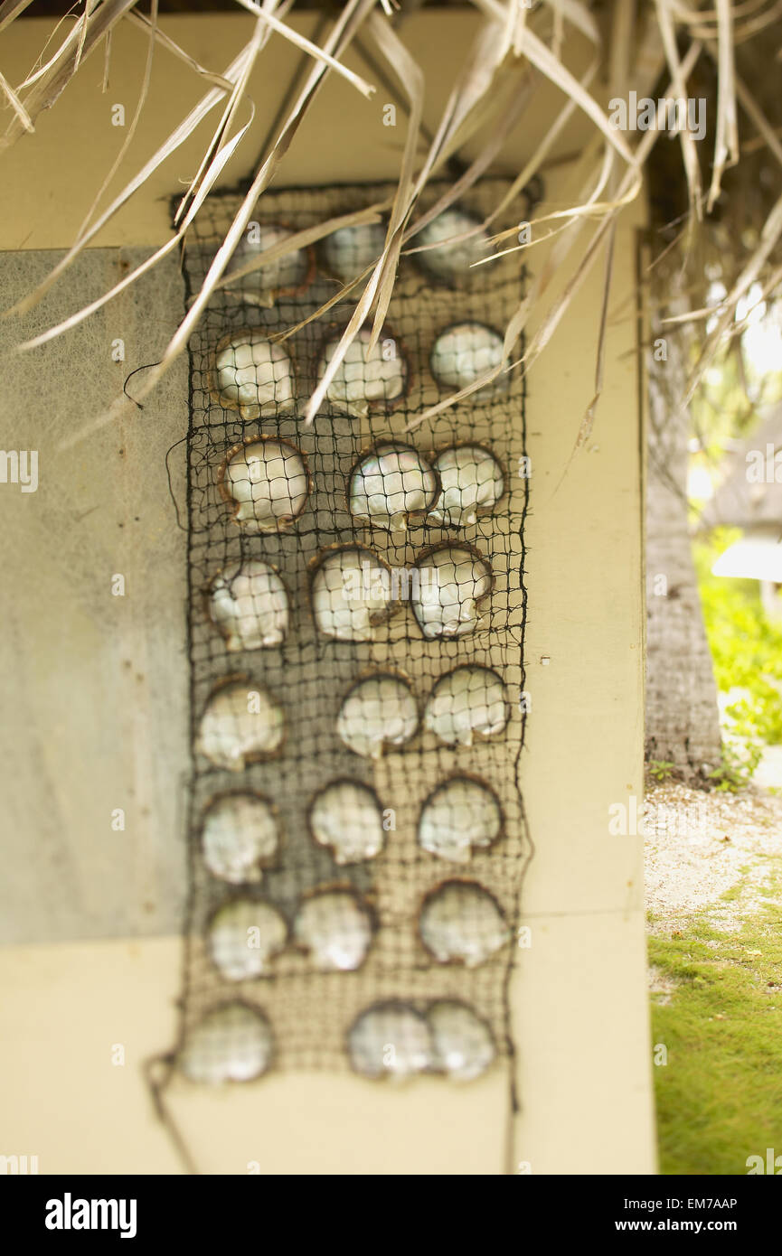 French Polynesia, Tuamotu, Seashells Hanging In Netting On The Wall ...