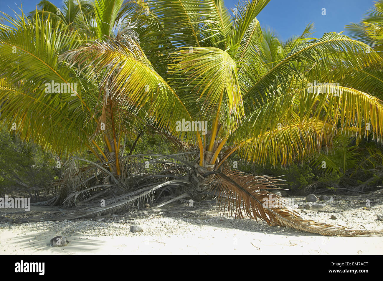 French Polynesia, Tuamotu, Palm Trees Growing Low To The Ground On ...