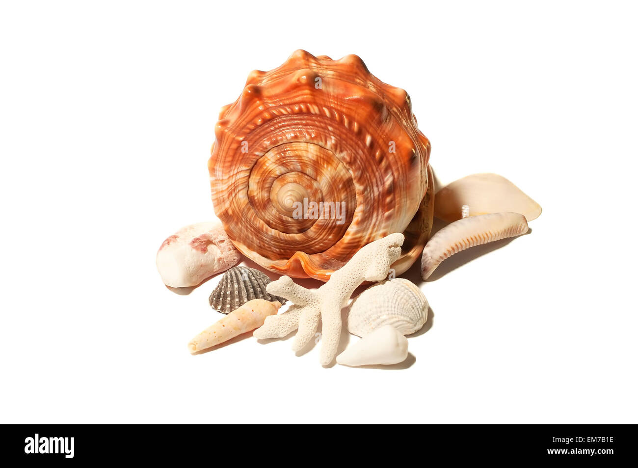 Sea and ocean shells isolated on white Stock Photo - Alamy