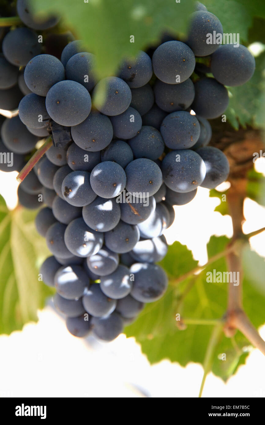 Malbec grapes on the vine in the vineyard of Bodega El Esteco winery ...