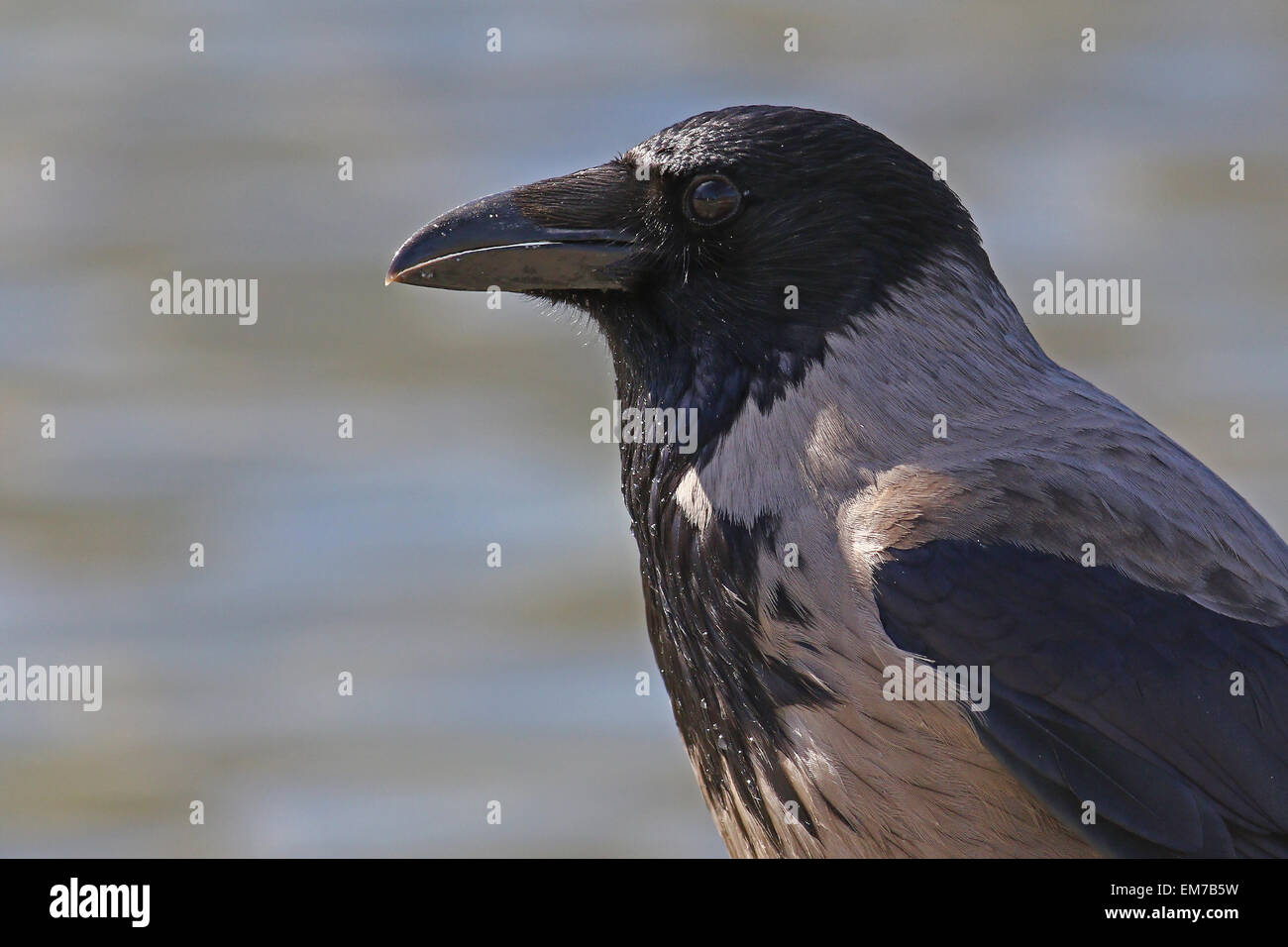 Portrait of a hooded crow Stock Photo - Alamy