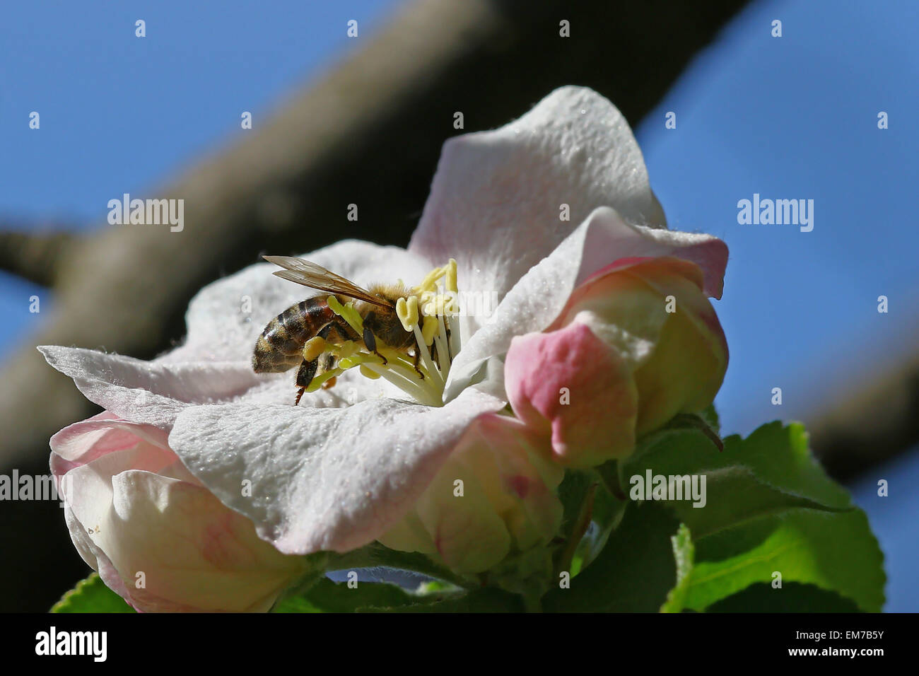 Honey bee going through an apple tree flower Stock Photo - Alamy