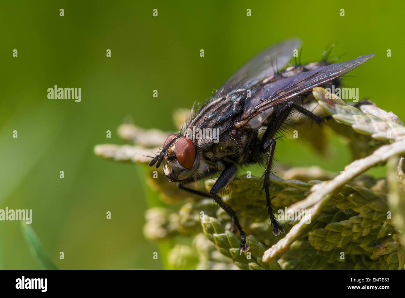 Flesh fly detail on a branch Stock Photo - Alamy