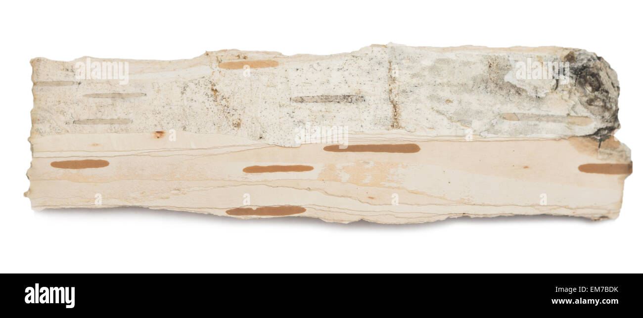 birch bark isolated on white background Stock Photo - Alamy