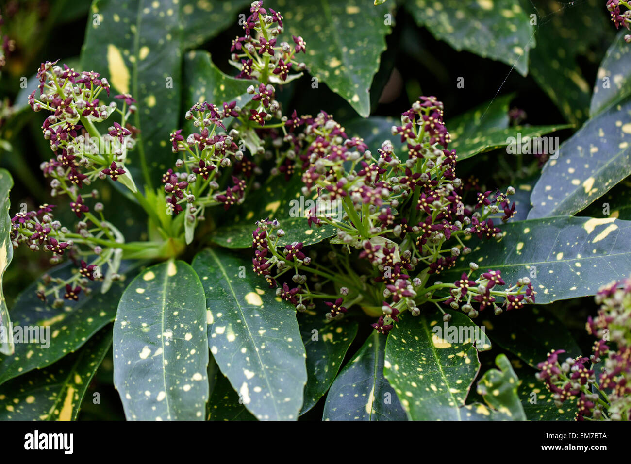 Aucuba japonica Variegata, Spotted laurel Stock Photo - Alamy