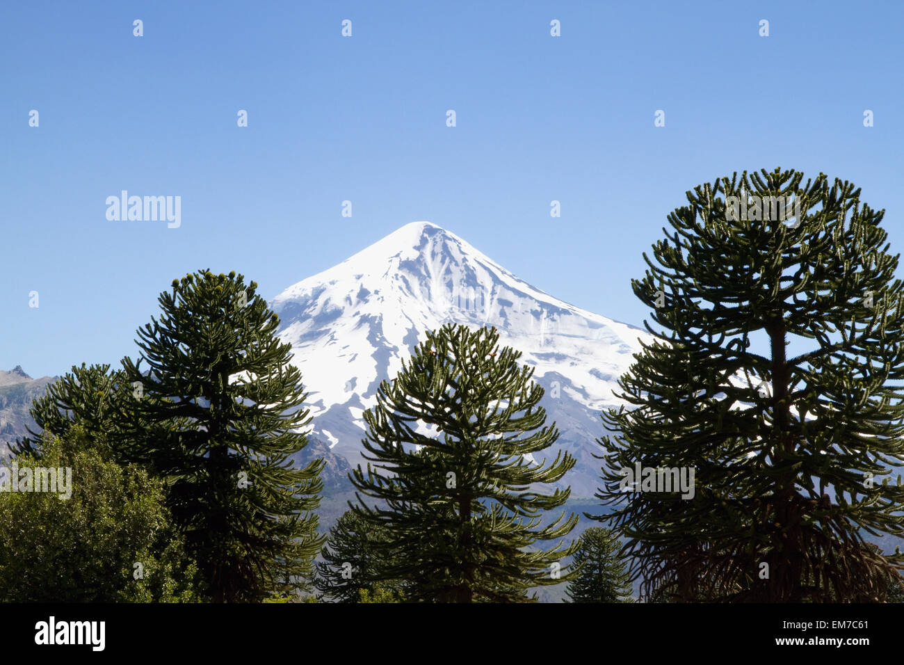 Pehuen or monkey-puzzle trees (Araucaria araucana) and Lanin Volcano ...