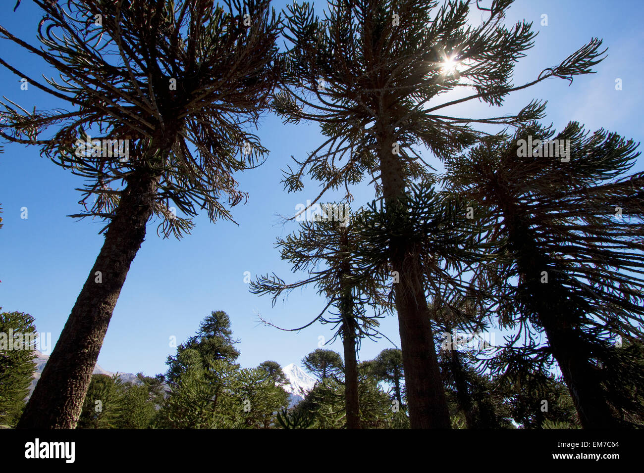Pehuen Or Monkey-Puzzle Trees (Araucaria Araucana), Lanin National Park ...
