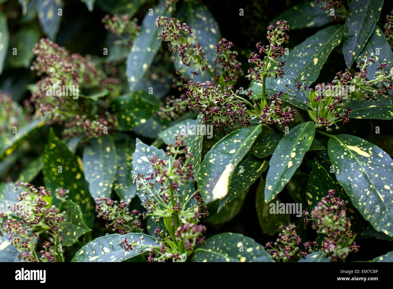 Aucuba japonica Variegata, Spotted laurel Stock Photo - Alamy