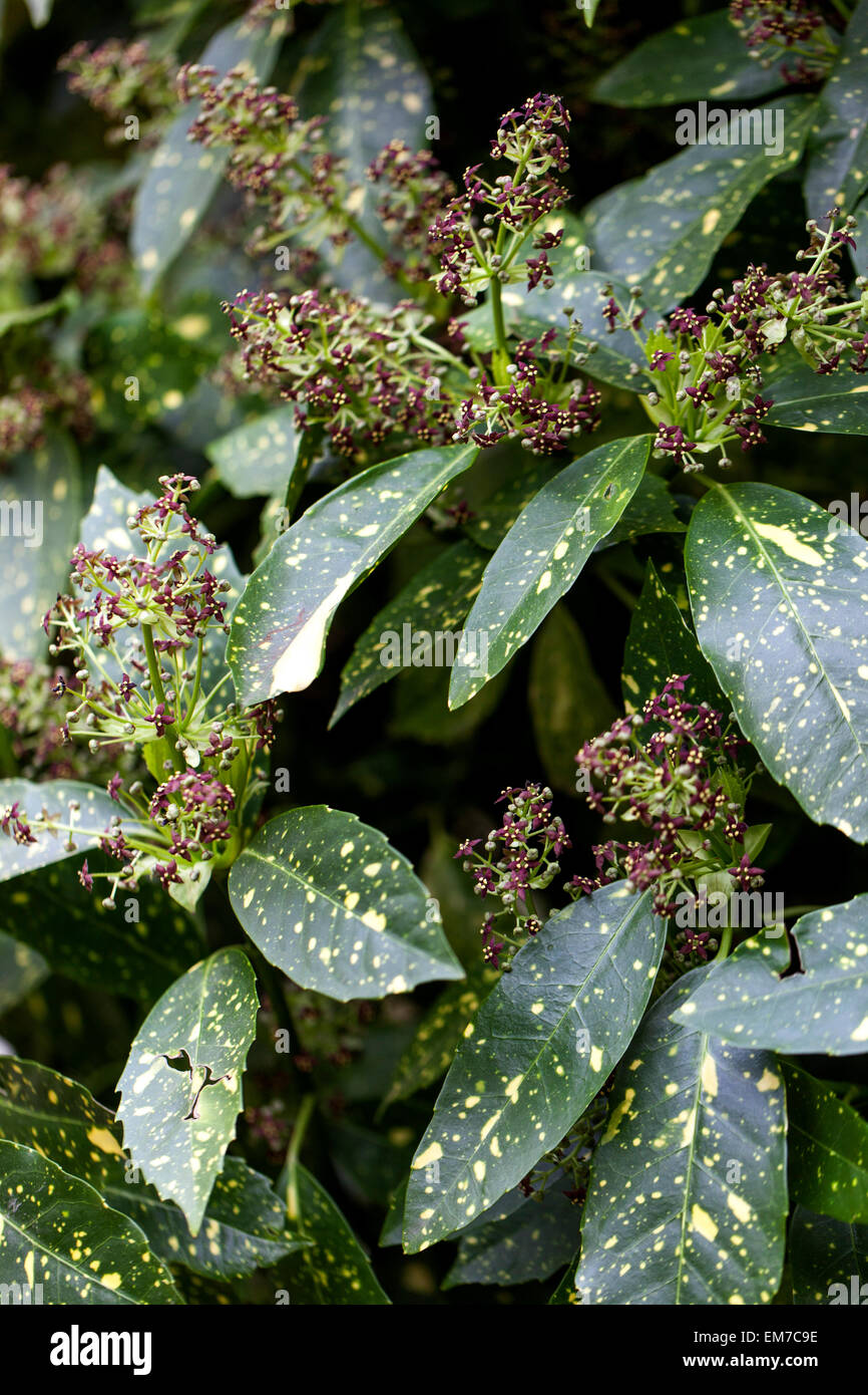 Aucuba japonica Variegata, Spotted laurel Stock Photo - Alamy
