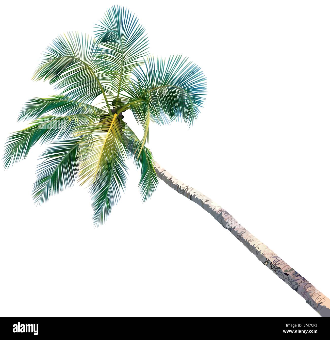 Palm tree vector hi-res stock photography and images - Alamy