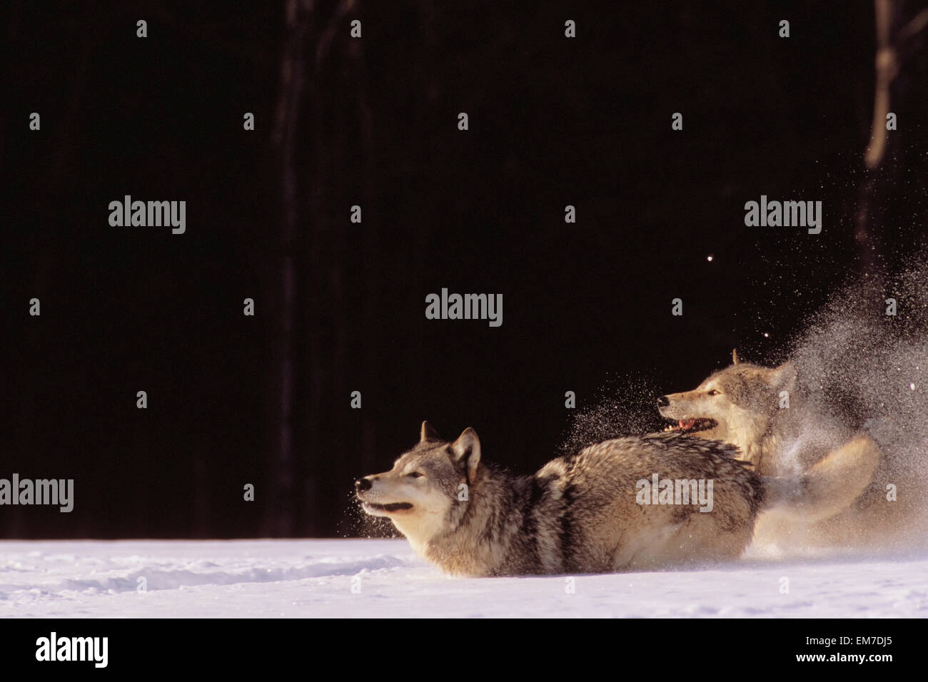 Alaska, Gray Wolves Charging Through Deep Winter Snow Stock Photo - Alamy