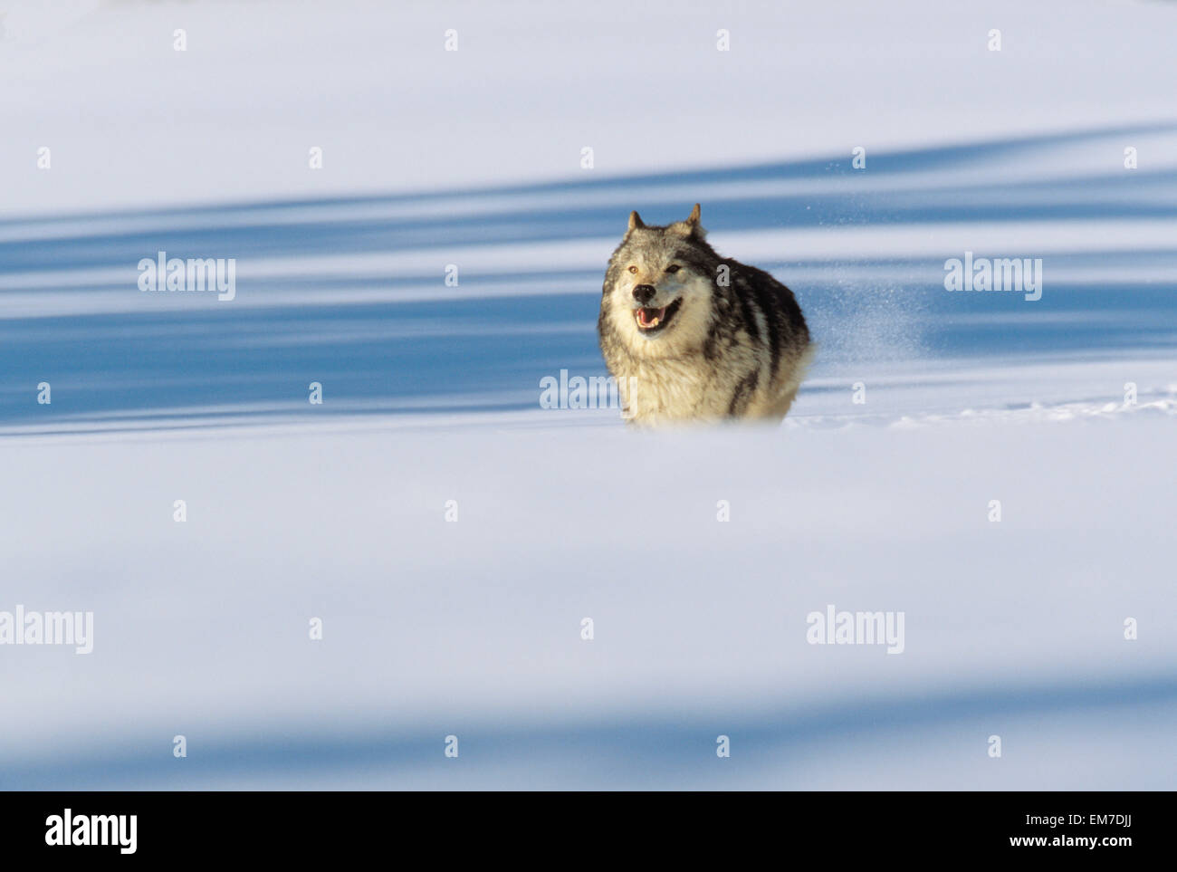 Alaska, Gray Wolf Charging Through Deep Winter Snow Stock Photo - Alamy