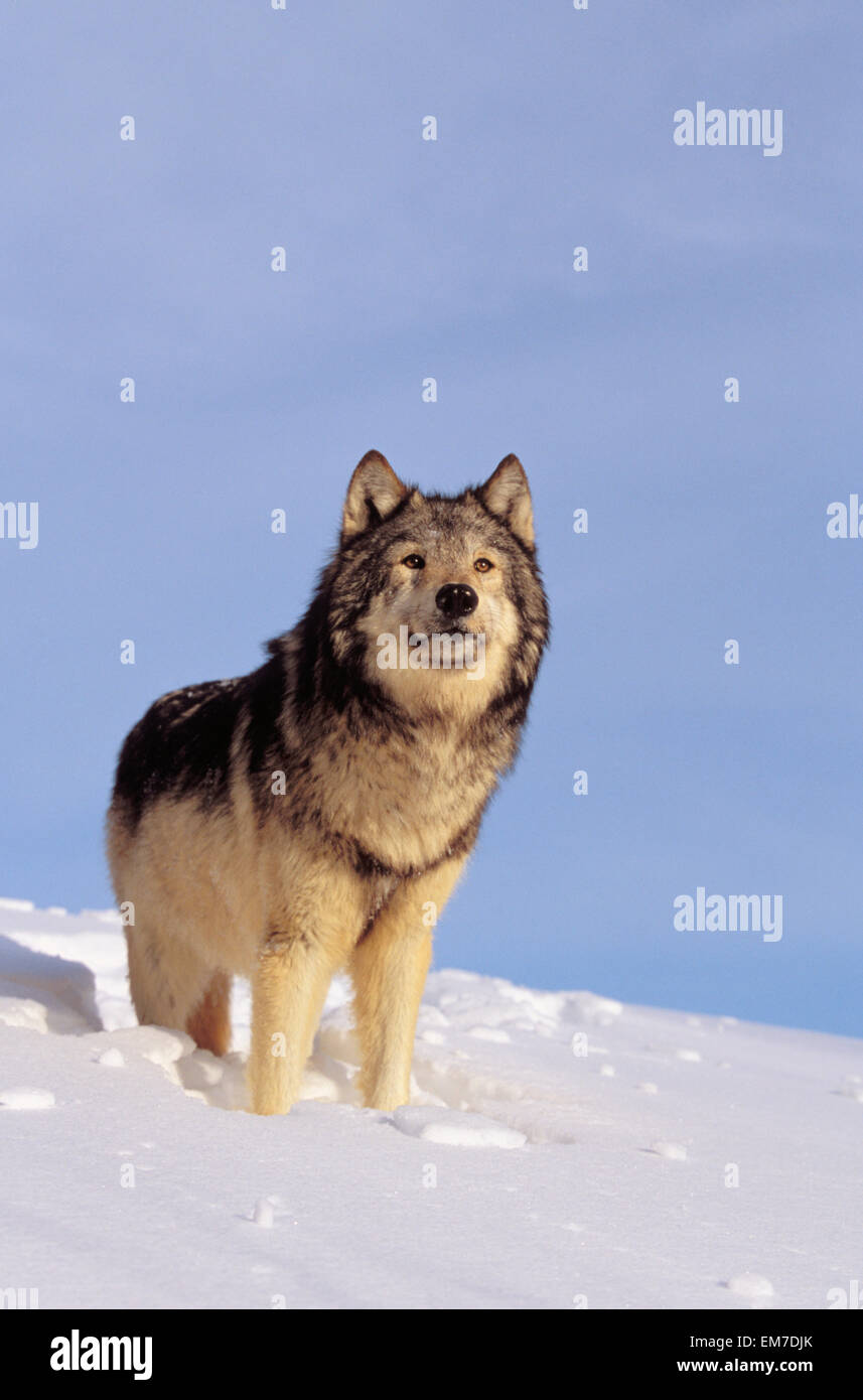 Alaska, Gray Wolf Stalking Prey In Deep Winter Snow Stock Photo - Alamy