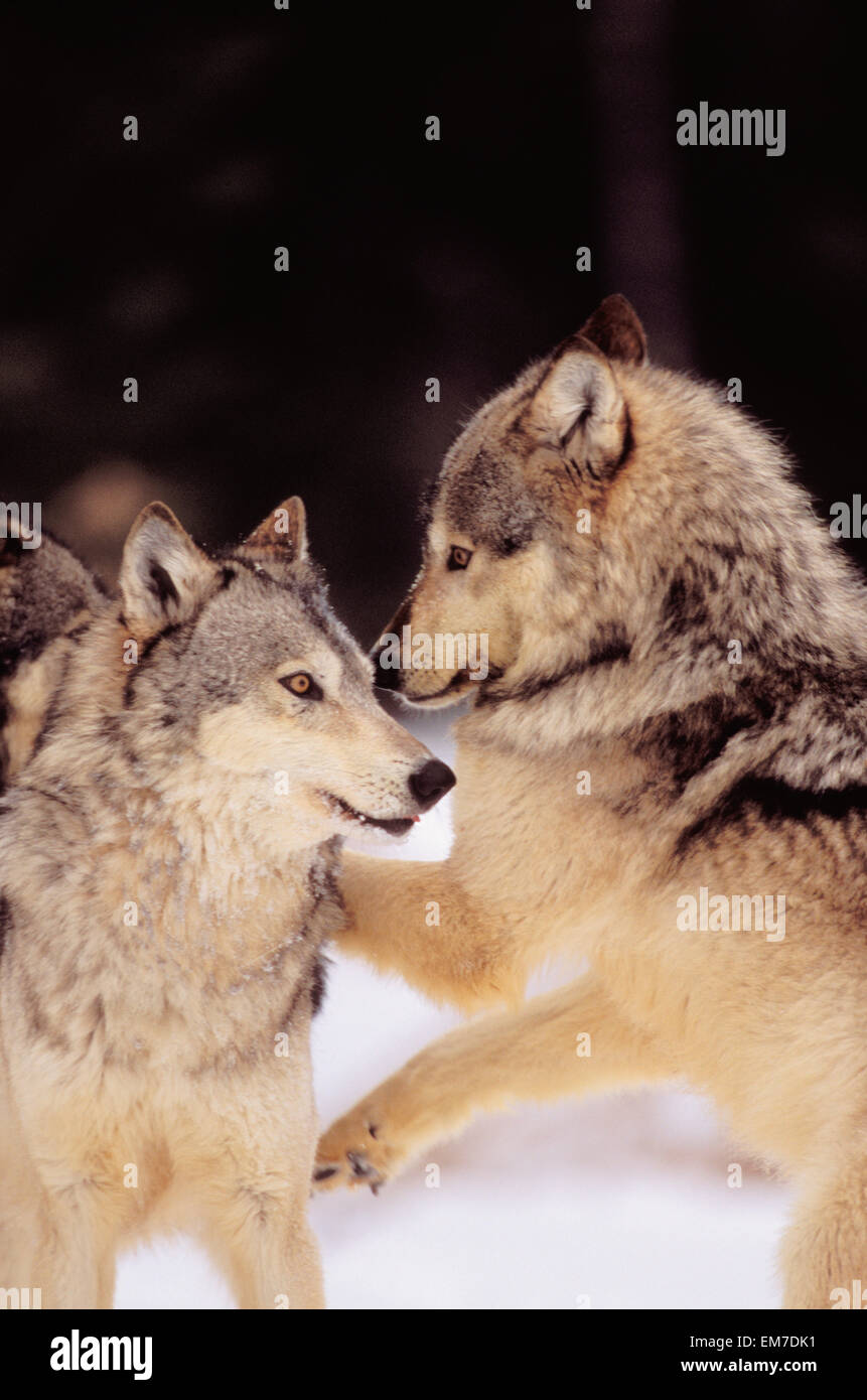 Wolves in winter in deep snow hi-res stock photography and images - Alamy