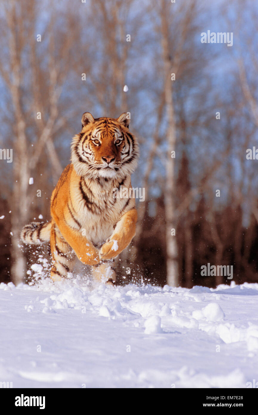 Alaska, Siberian Tiger (Panthera Tigris Altaica) Charging Through ...