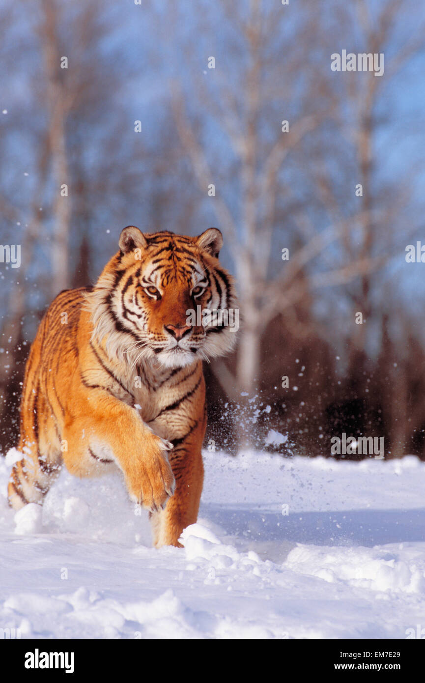 Alaska, Siberian Tiger (Panthera Tigris Altaica) Charging Through Winter Snow Stock Photo - Alamy