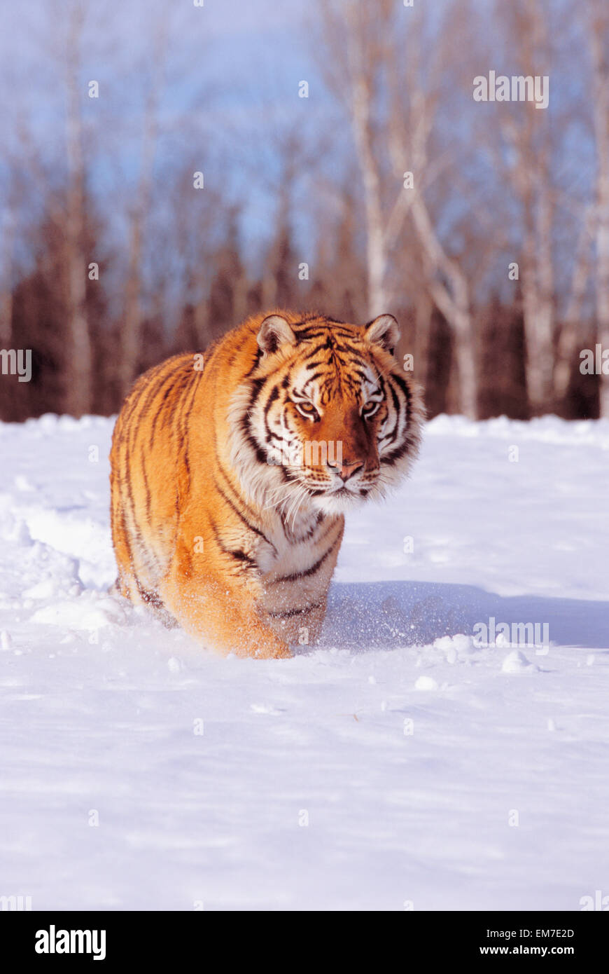 Alaska, Siberian Tiger (Panthera Tigris Altaica) Charging Through ...