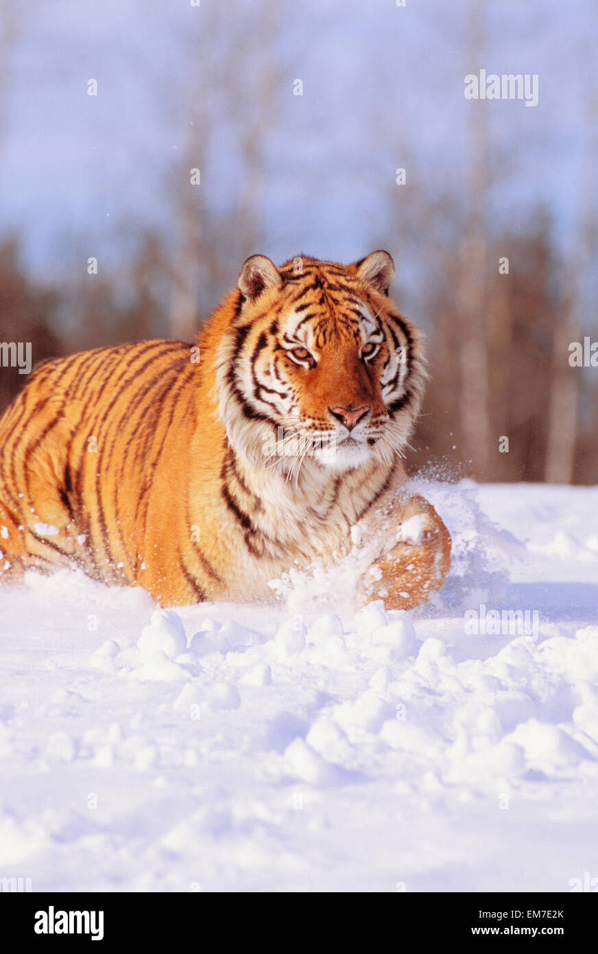 Alaska, Siberian Tiger (Panthera Tigris Altaica) Stalking Prey In Deep ...