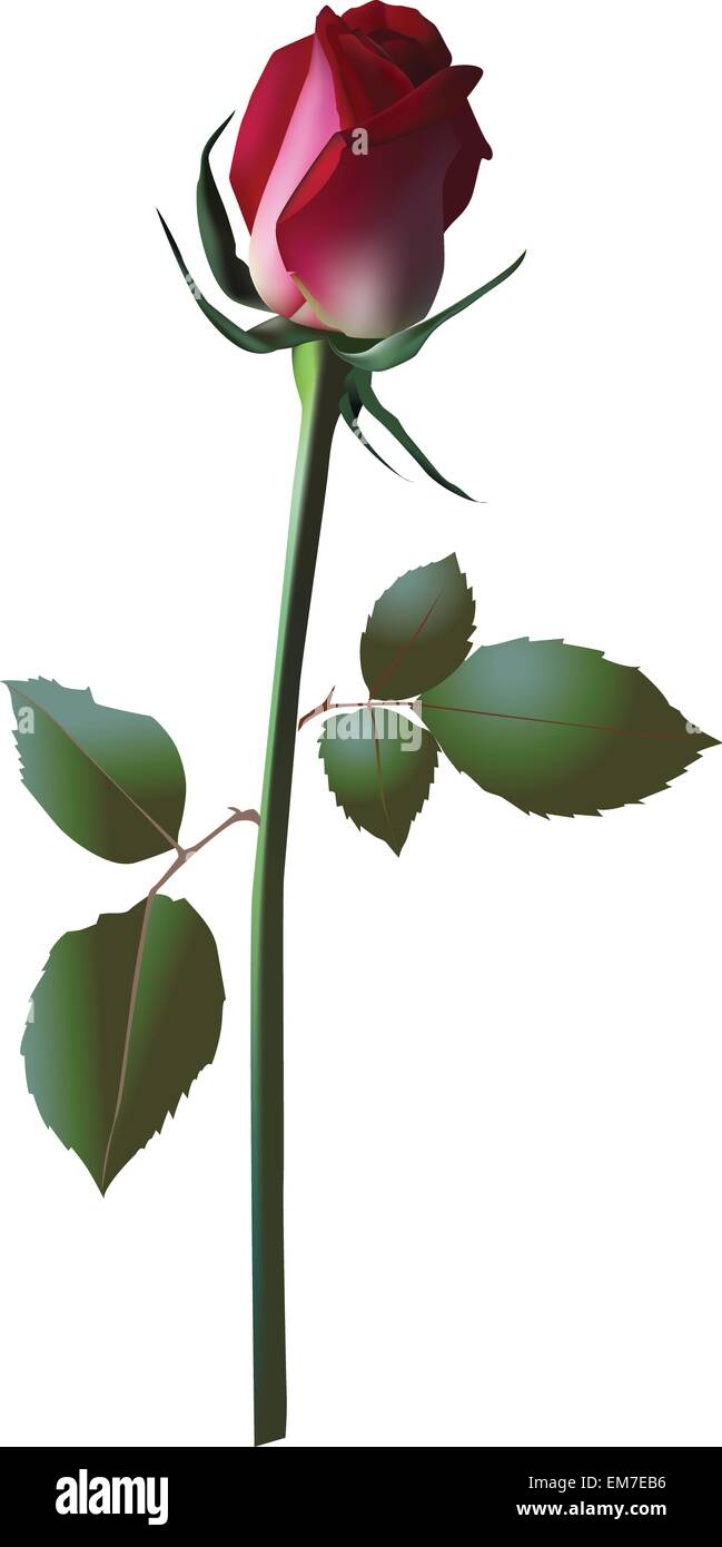 Rose Stock Vector Images - Alamy