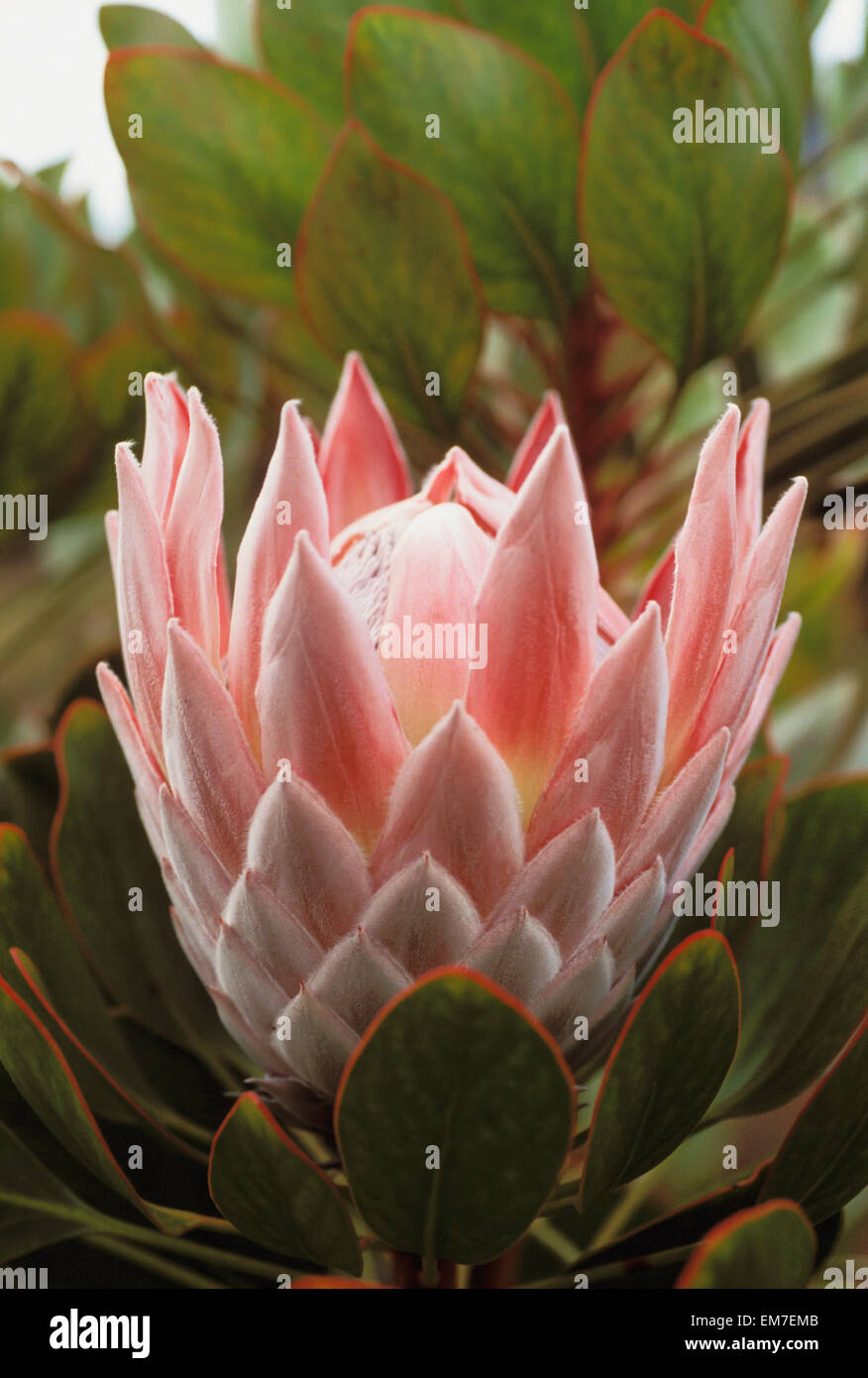 Hawaii, Maui, Closeup Of Pink King Protea (Protea Cynaroides Stock ...