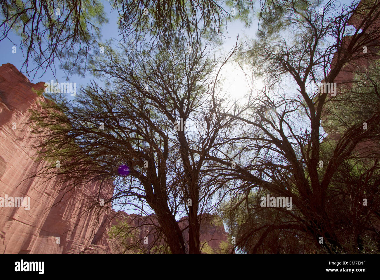 Botanical Garden of Talampaya Canyon, Talampaya National Park, La Rioja ...