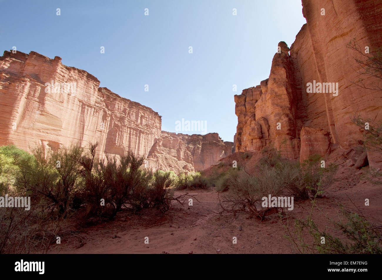 Brea trees in Talampaya Canyon, Talampaya National Park, La Rioja ...