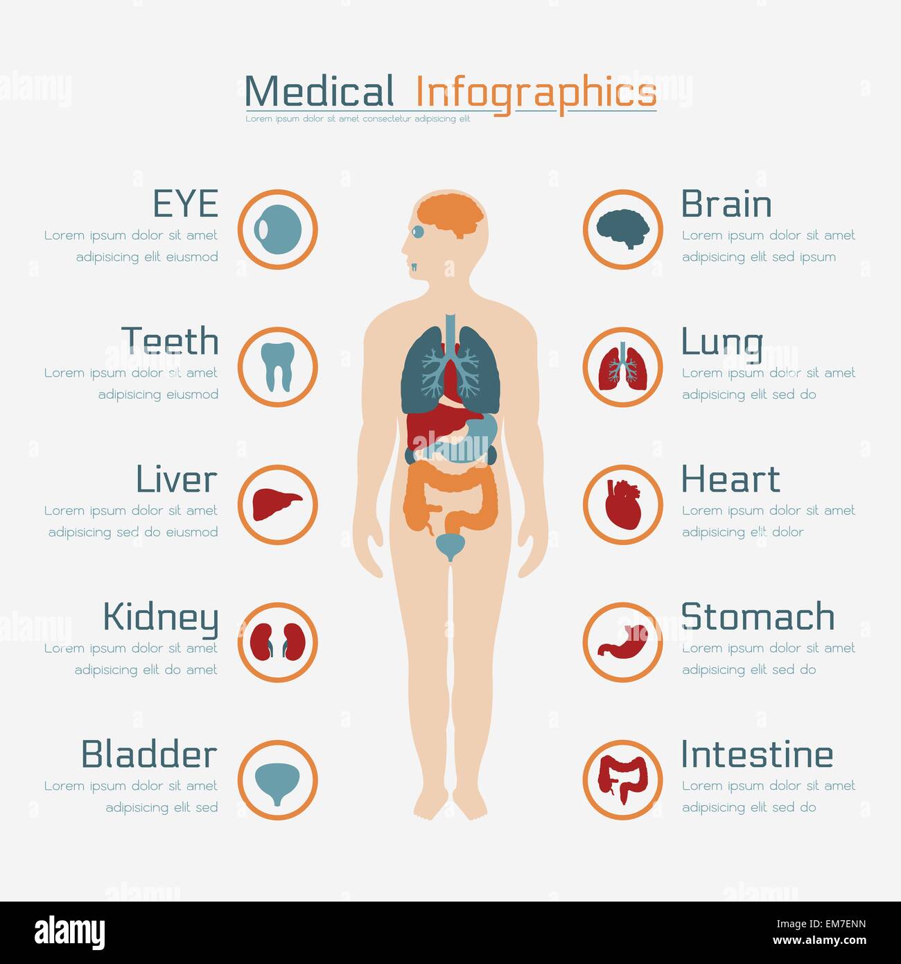 Medical infographic human body illustration Stock Vector Images - Alamy