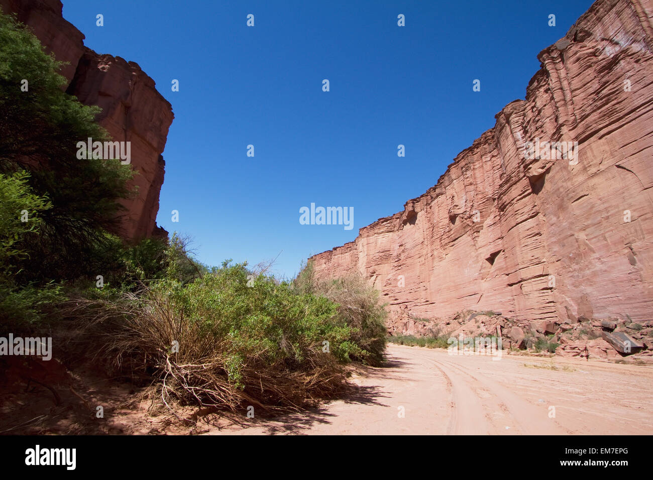 Brea trees in Talampaya Canyon, Talampaya National Park, La Rioja ...