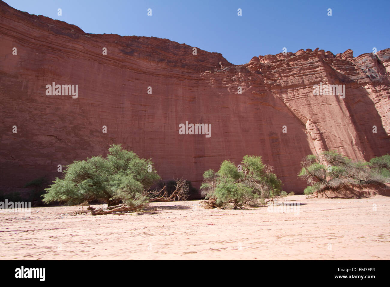 Brea trees in Talampaya Canyon, Talampaya National Park, La Rioja ...