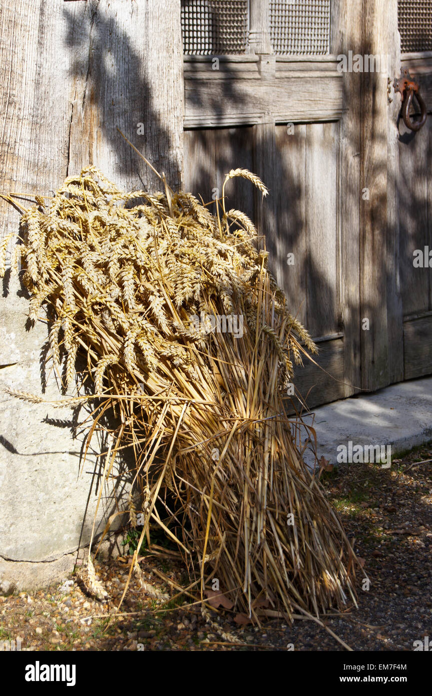 Harvest festival sheaf of corn in the porch of St. Mary's church ...