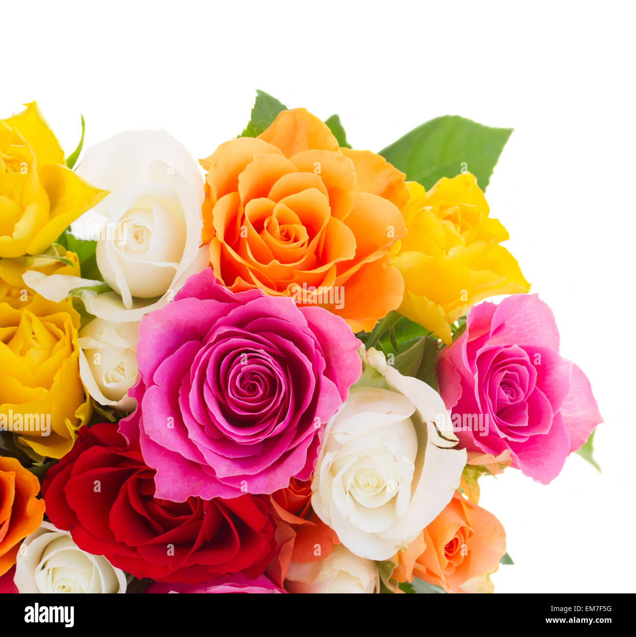bouquet of fresh roses Stock Photo - Alamy