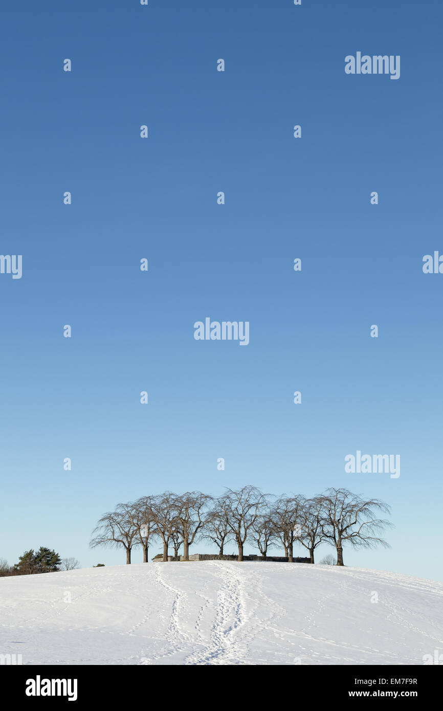 Elm trees in winter hi-res stock photography and images - Alamy