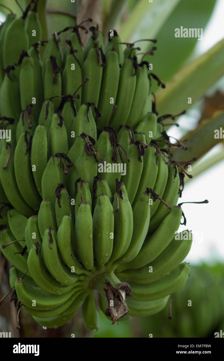 Clump of bananas hi-res stock photography and images - Alamy
