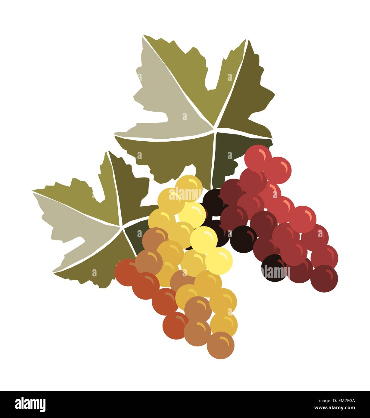 Bunches of grapes Stock Vector Image & Art - Alamy