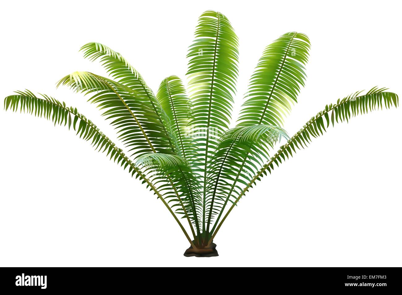 Palm tree leaf detailed Stock Vector Images - Alamy