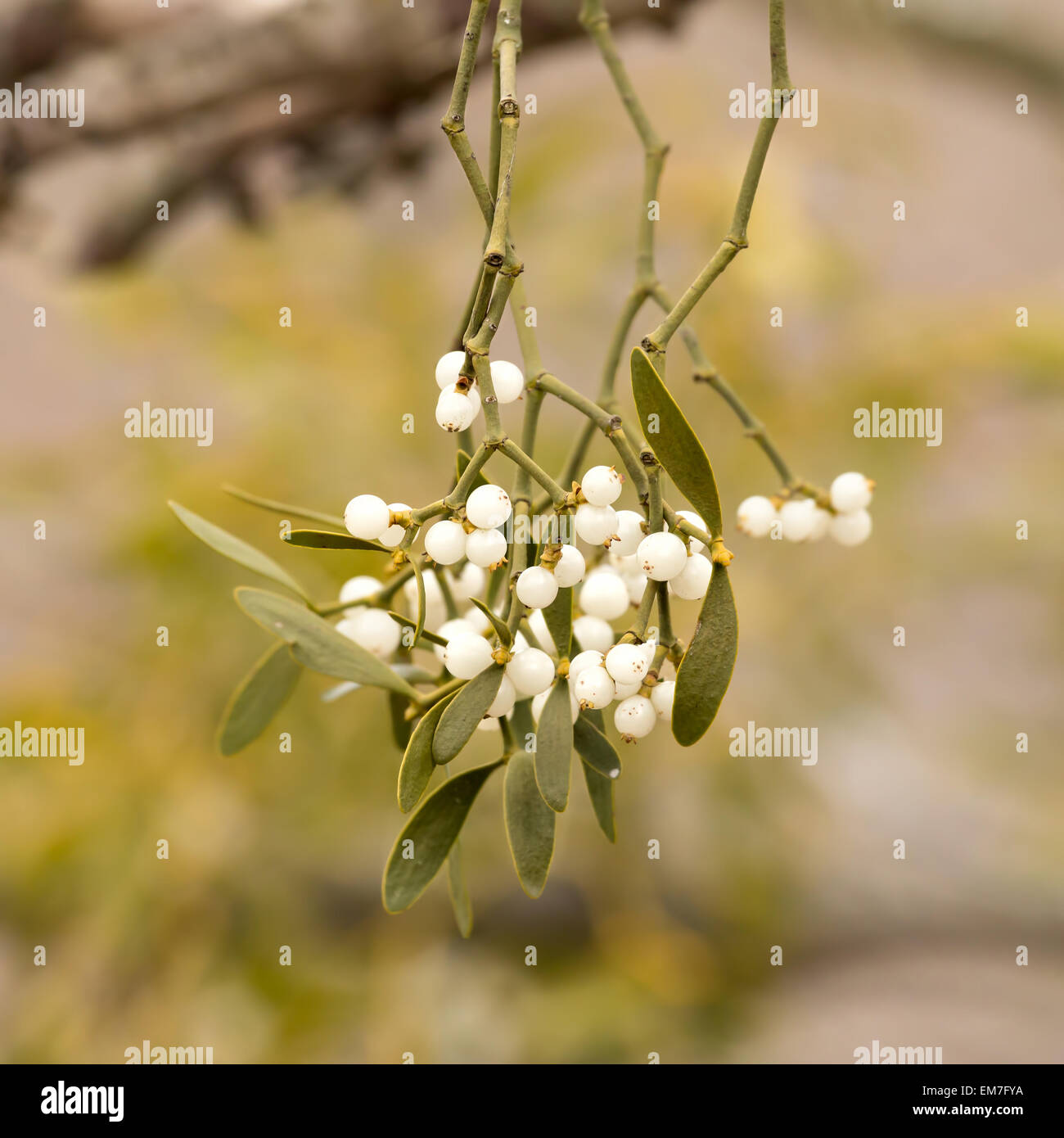 Mistletoe white berries - Viscum album Stock Photo - Alamy