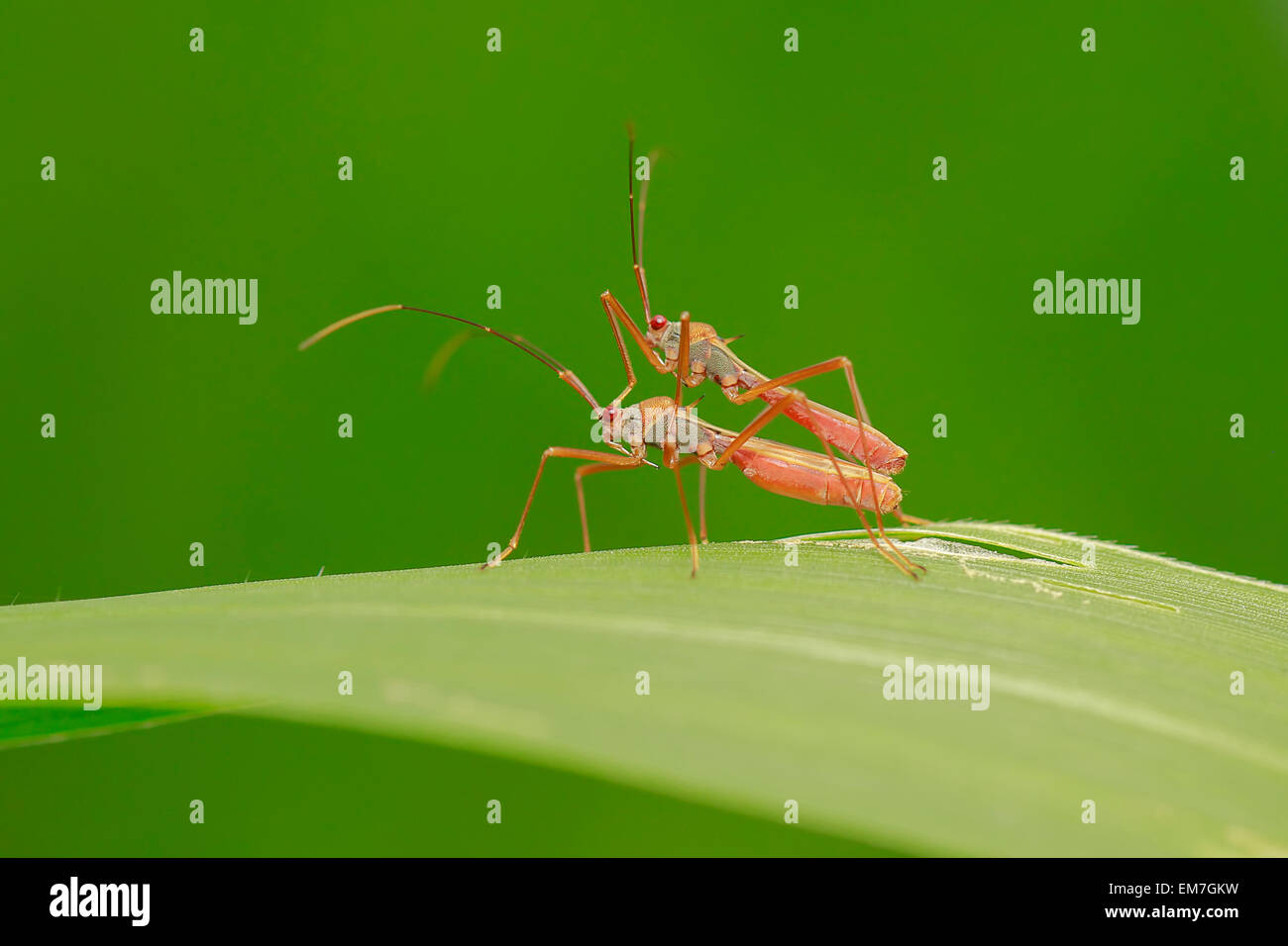 Manado islands hi-res stock photography and images - Alamy