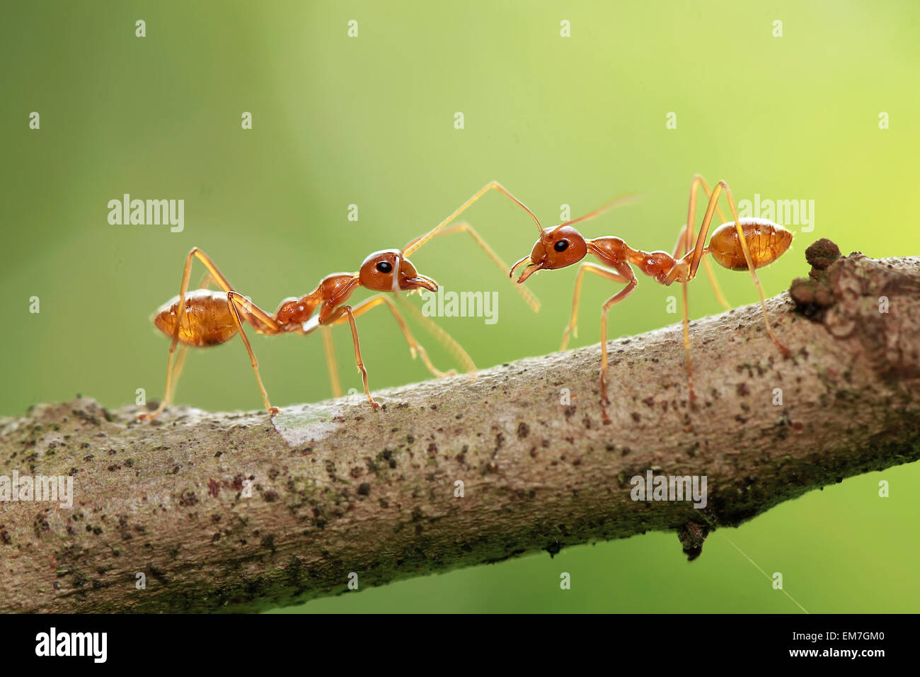 Ant nation hi-res stock photography and images - Alamy