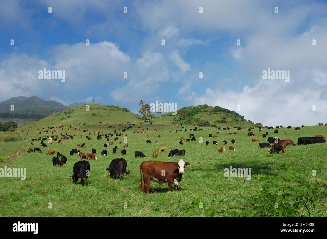 Hawaii, Maui, Hana Coast, Cattle On Hill With A Cross At Hana Ranch ...